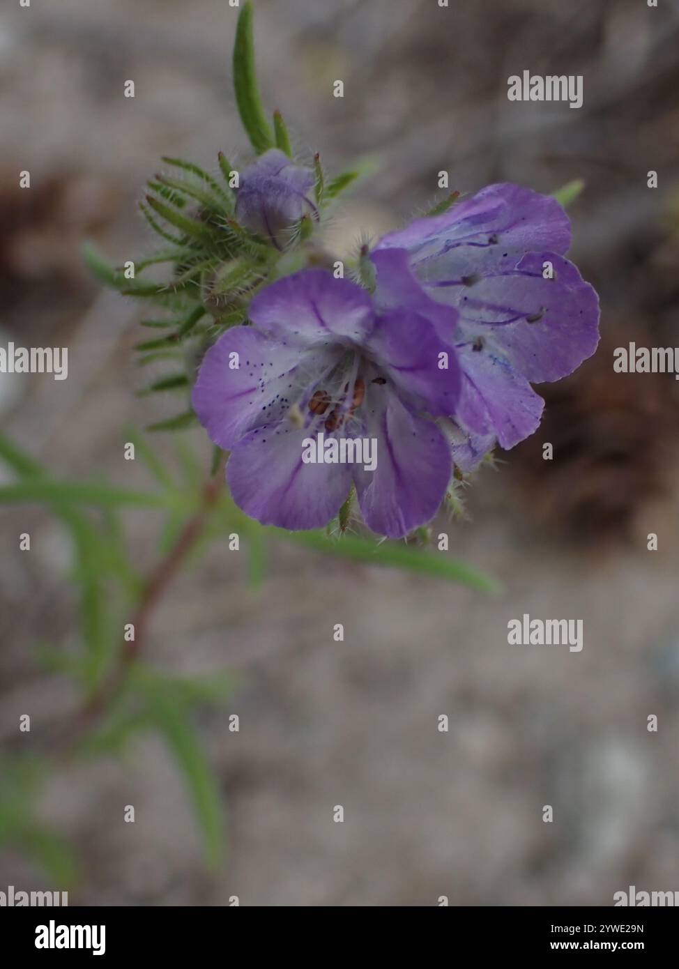 Linearleaf Phacelia (Phacelia linearis Stock Photo - Alamy