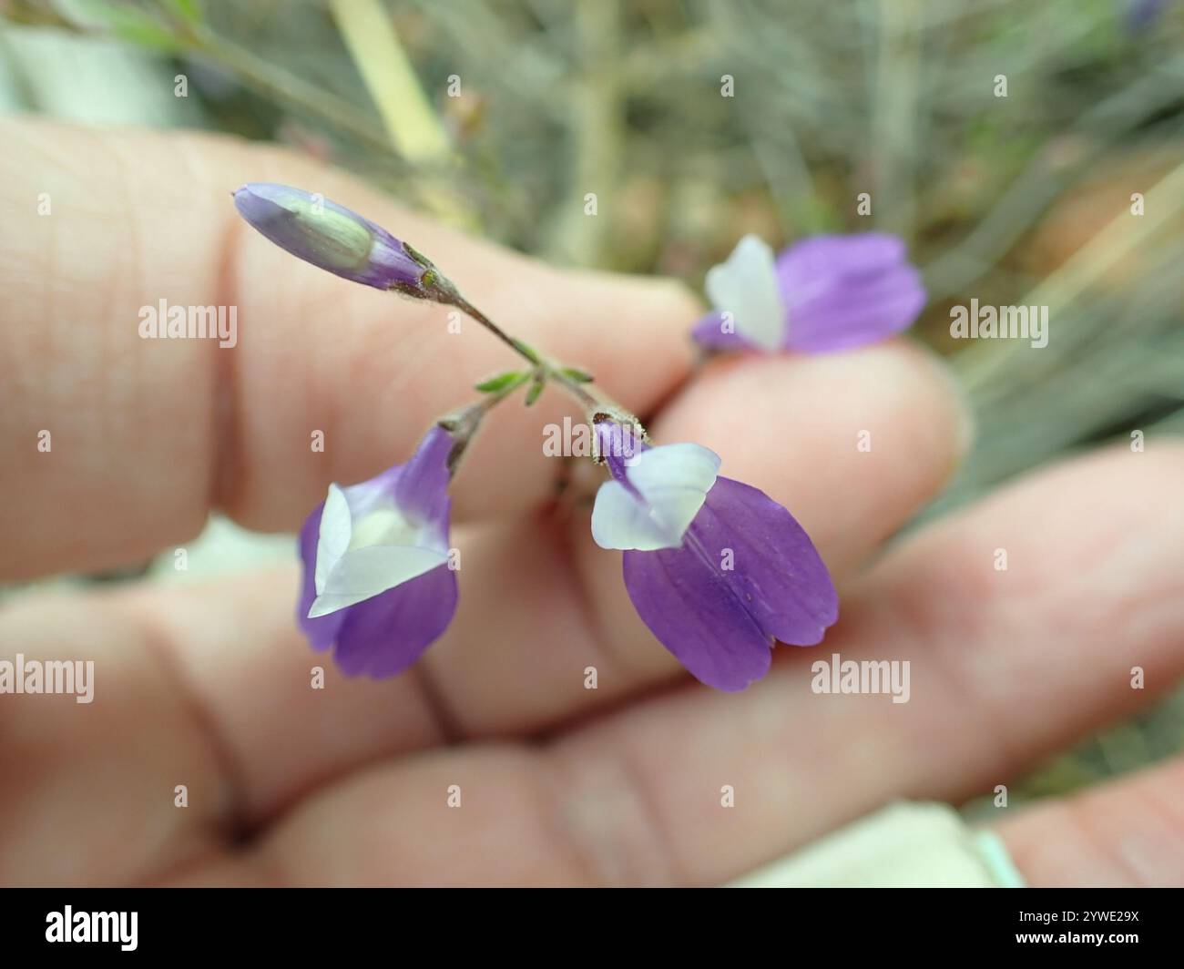 narrowleaf blue-eyed Mary (Collinsia linearis Stock Photo - Alamy