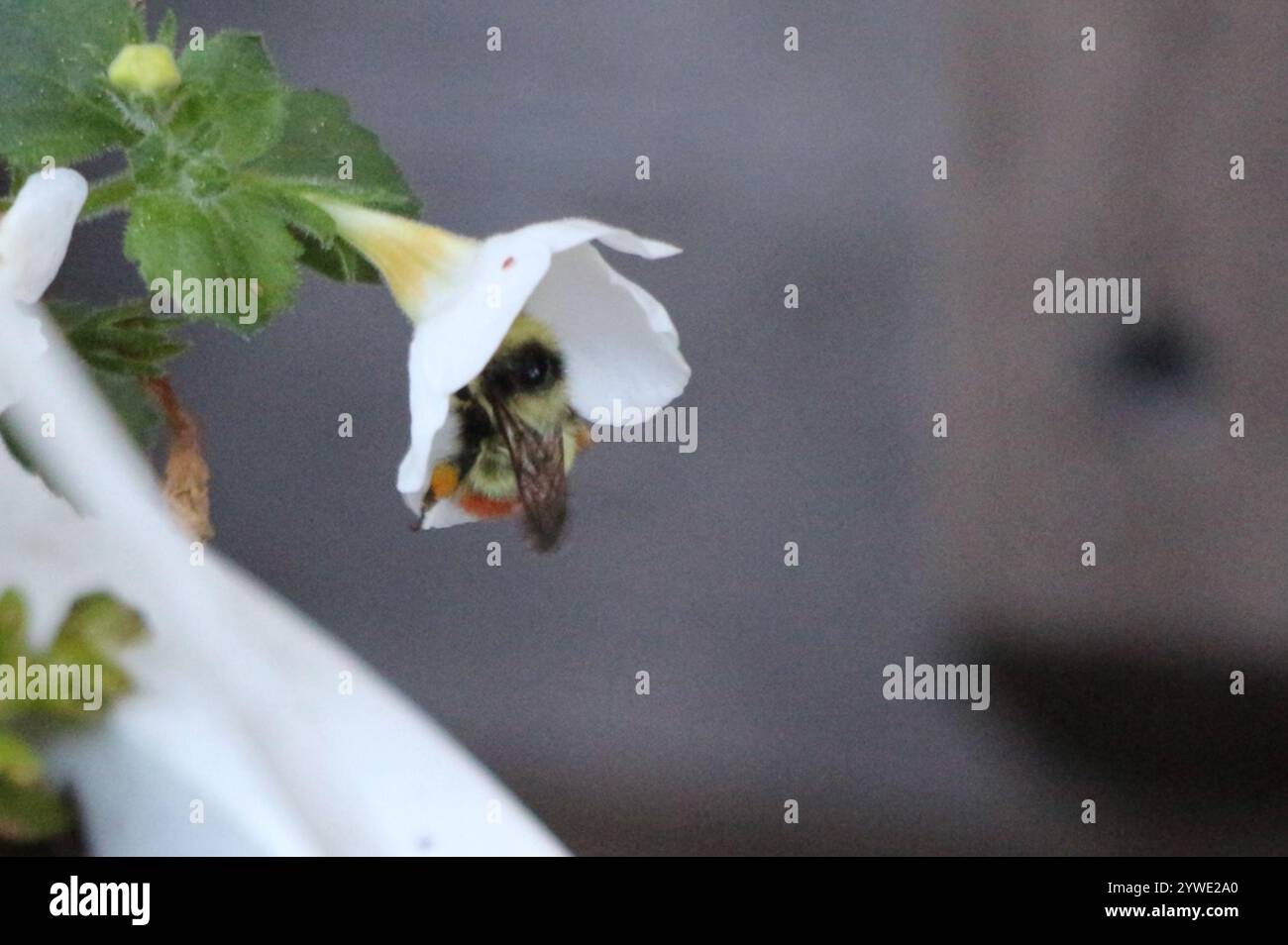 Bombus centralis hi-res stock photography and images - Alamy