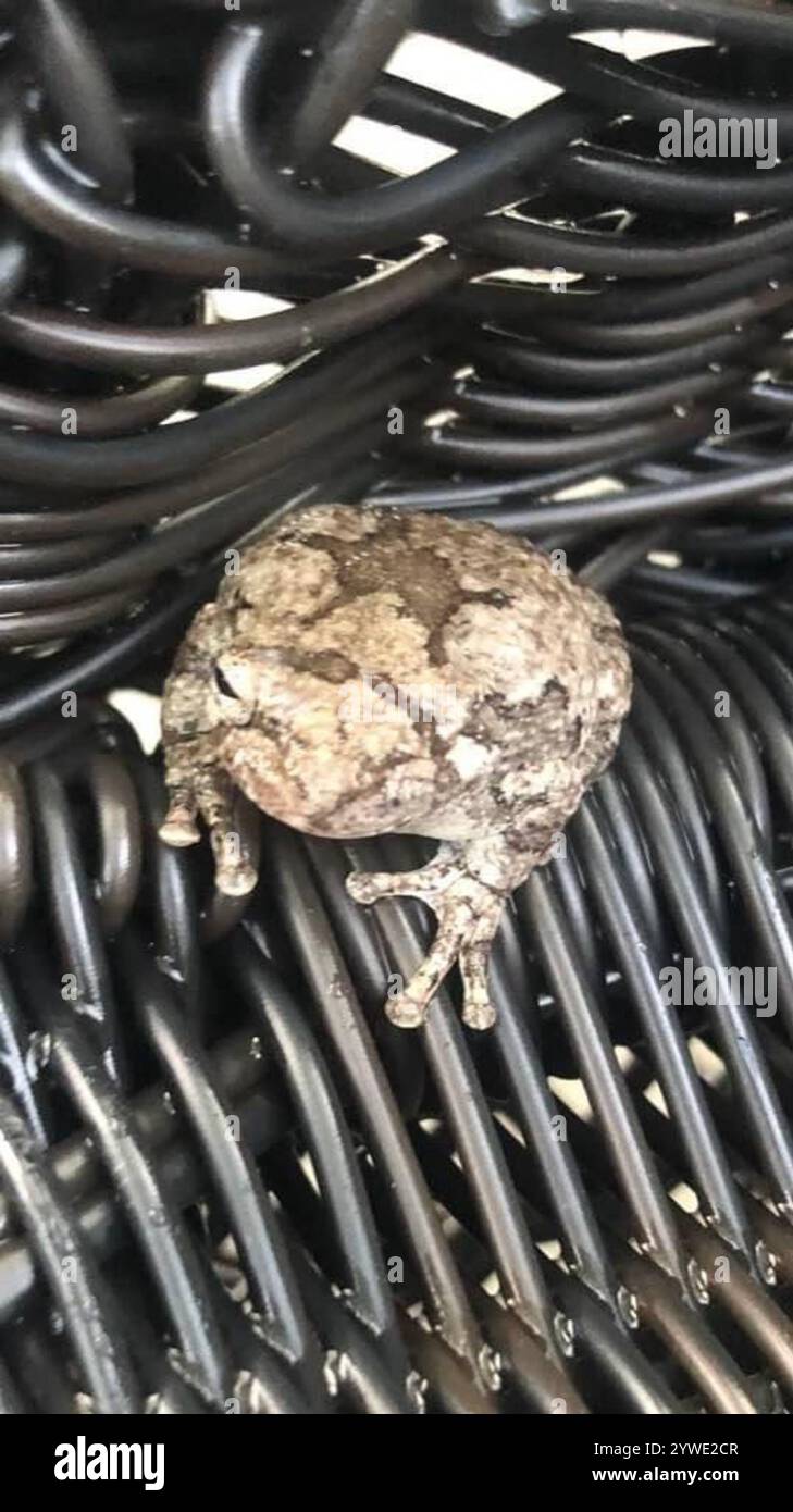 Cope's Gray Treefrog (Hyla chrysoscelis Stock Photo - Alamy