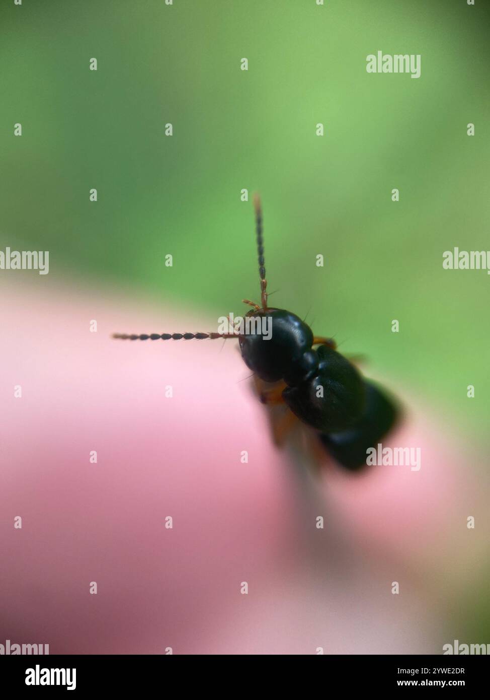 Brunnipes hi-res stock photography and images - Alamy