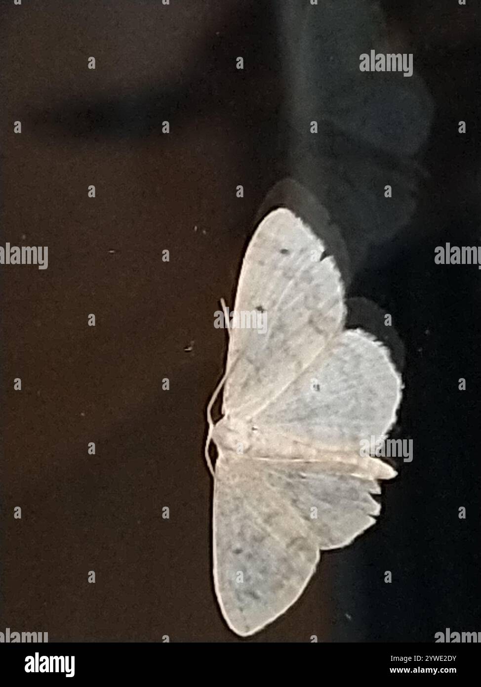 Small Fan-footed Wave (Idaea biselata Stock Photo - Alamy