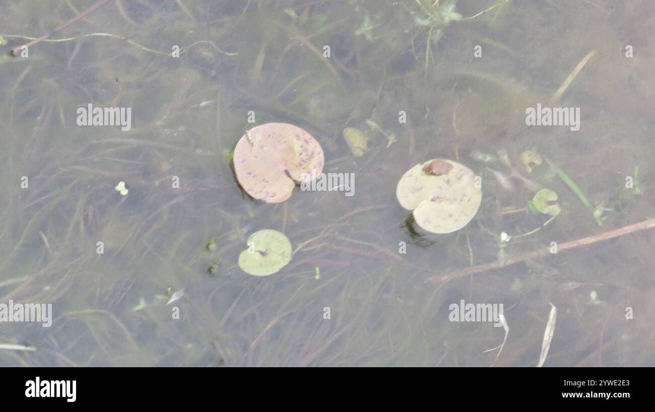 European Frog-bit (Hydrocharis morsus-ranae Stock Photo - Alamy