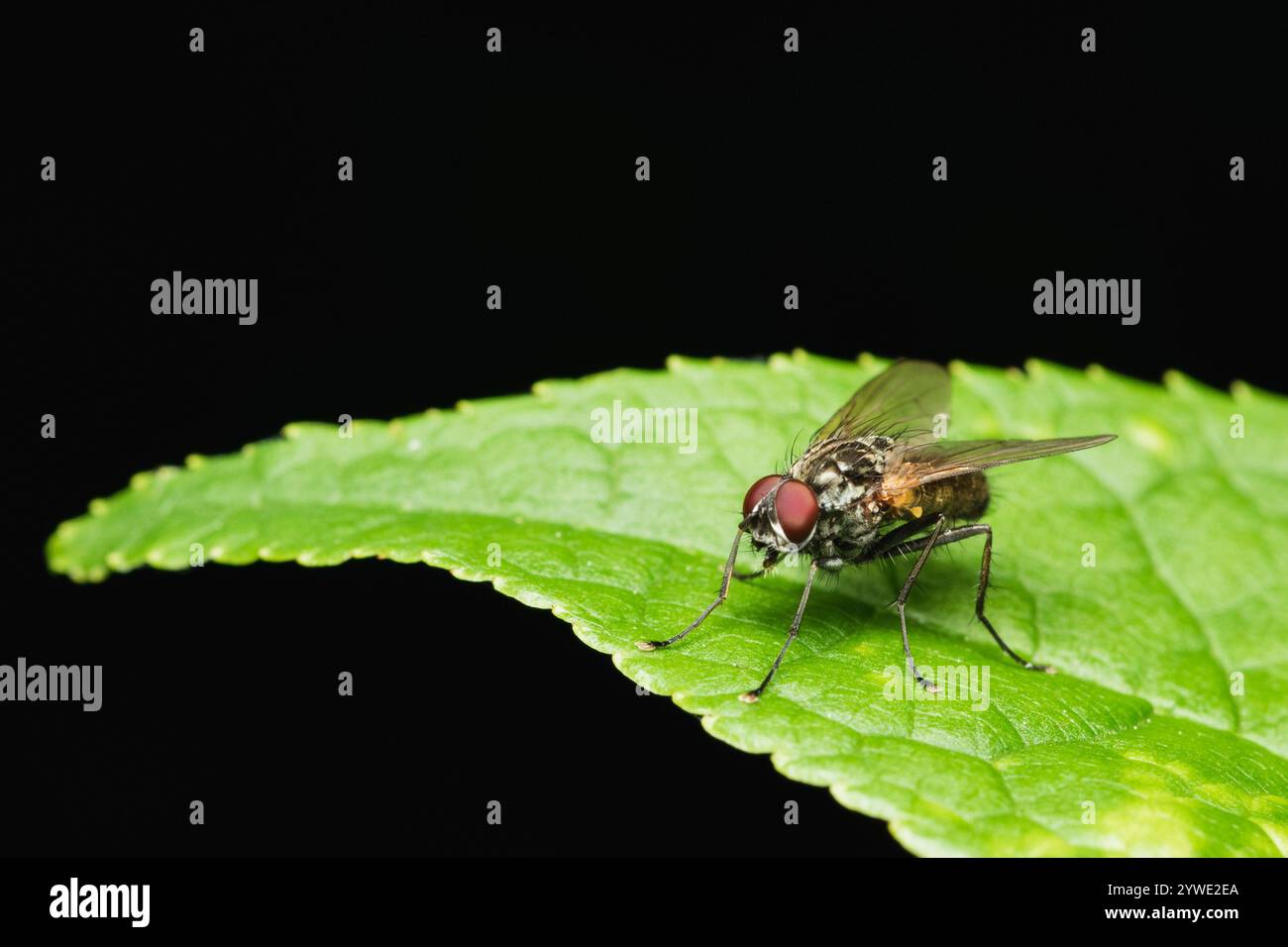 Lancifer hi-res stock photography and images - Alamy
