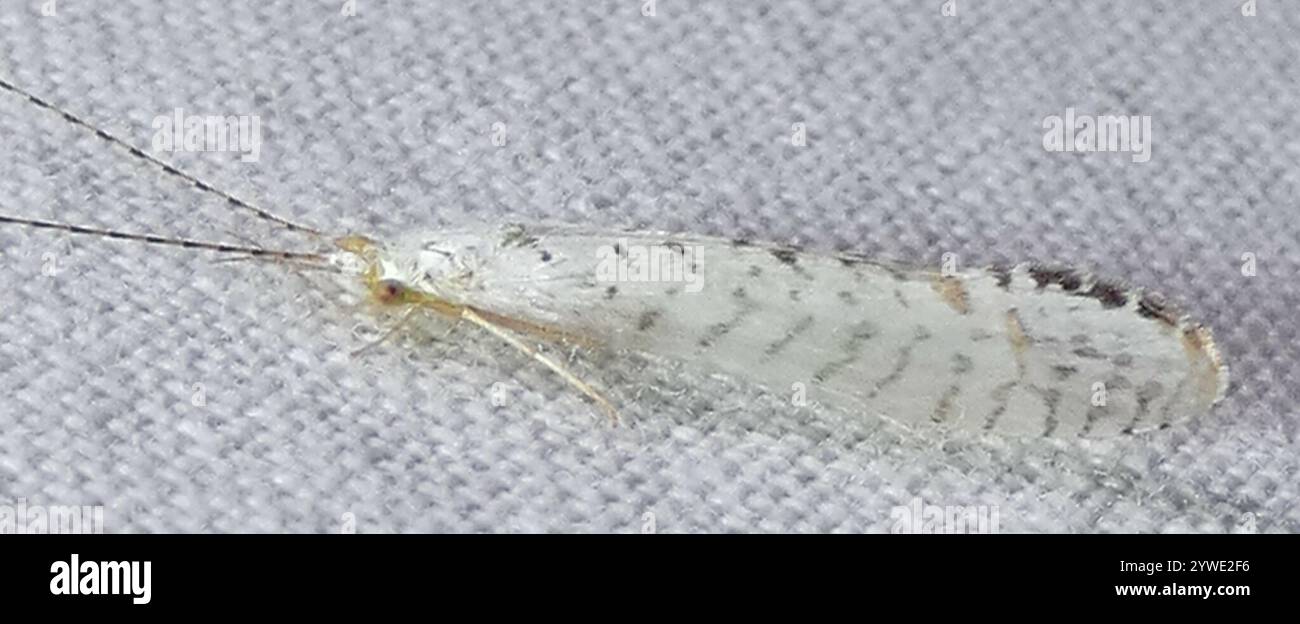 Radiant Long-horned Caddisfly (Nectopsyche candida Stock Photo - Alamy