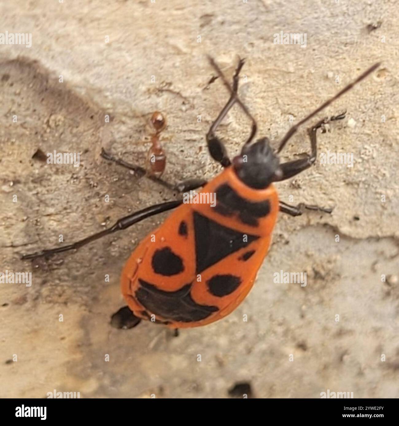 European Firebug (Pyrrhocoris apterus Stock Photo - Alamy