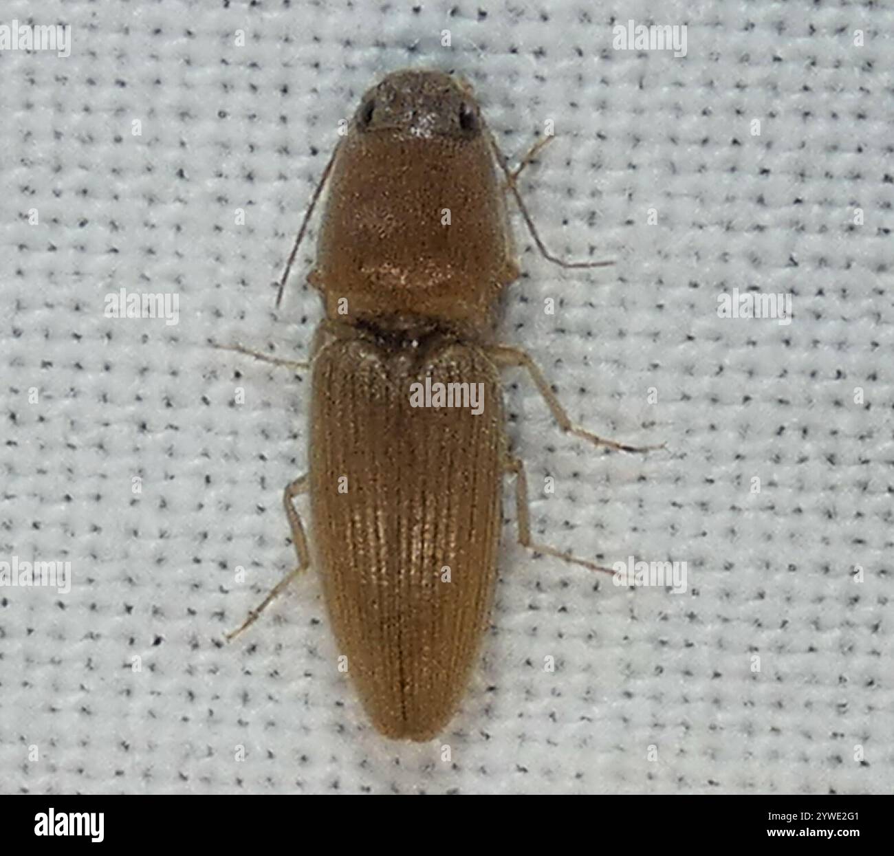 Peanut wireworm (Monocrepidius scissus Stock Photo - Alamy