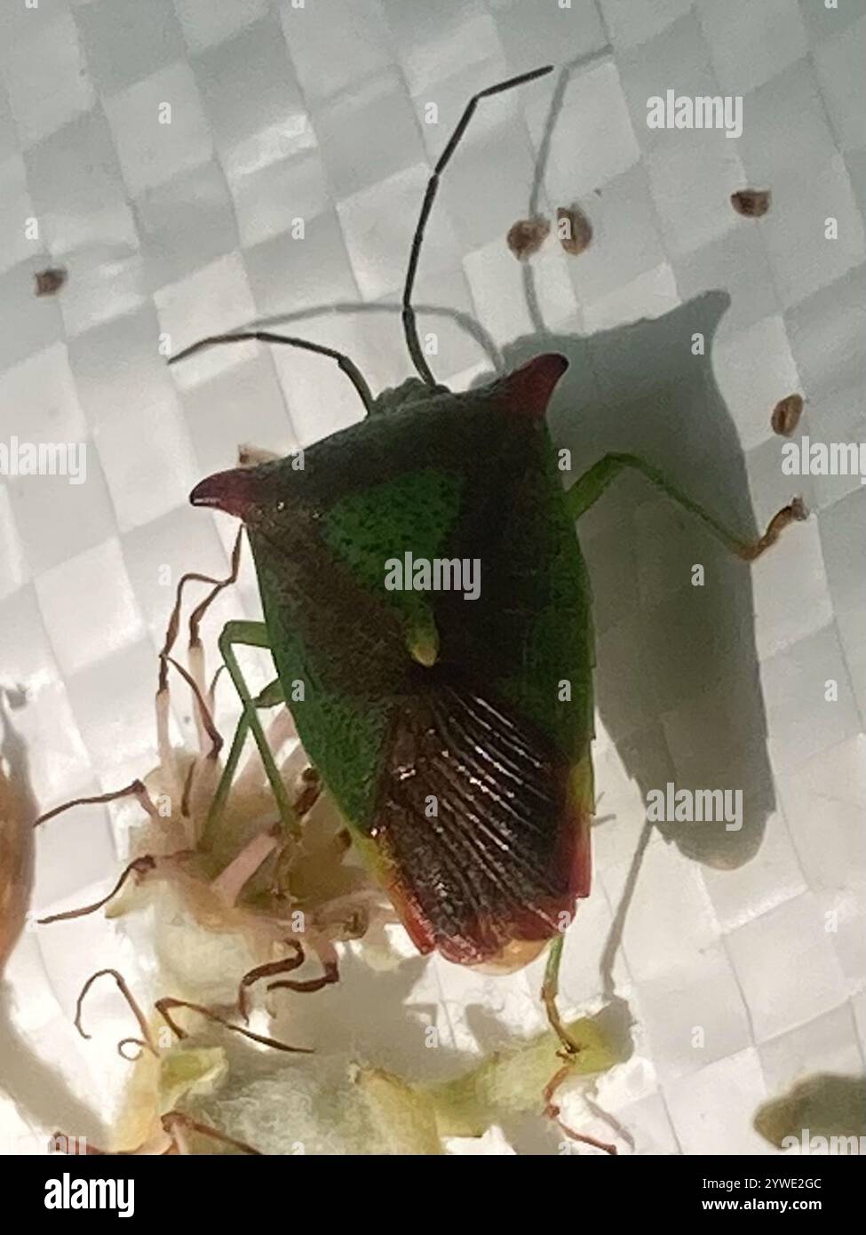 Hawthorn Shield Bug (Acanthosoma haemorrhoidale Stock Photo - Alamy