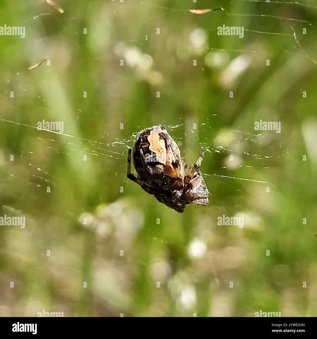 Furrow Spiders (Larinioides Stock Photo - Alamy