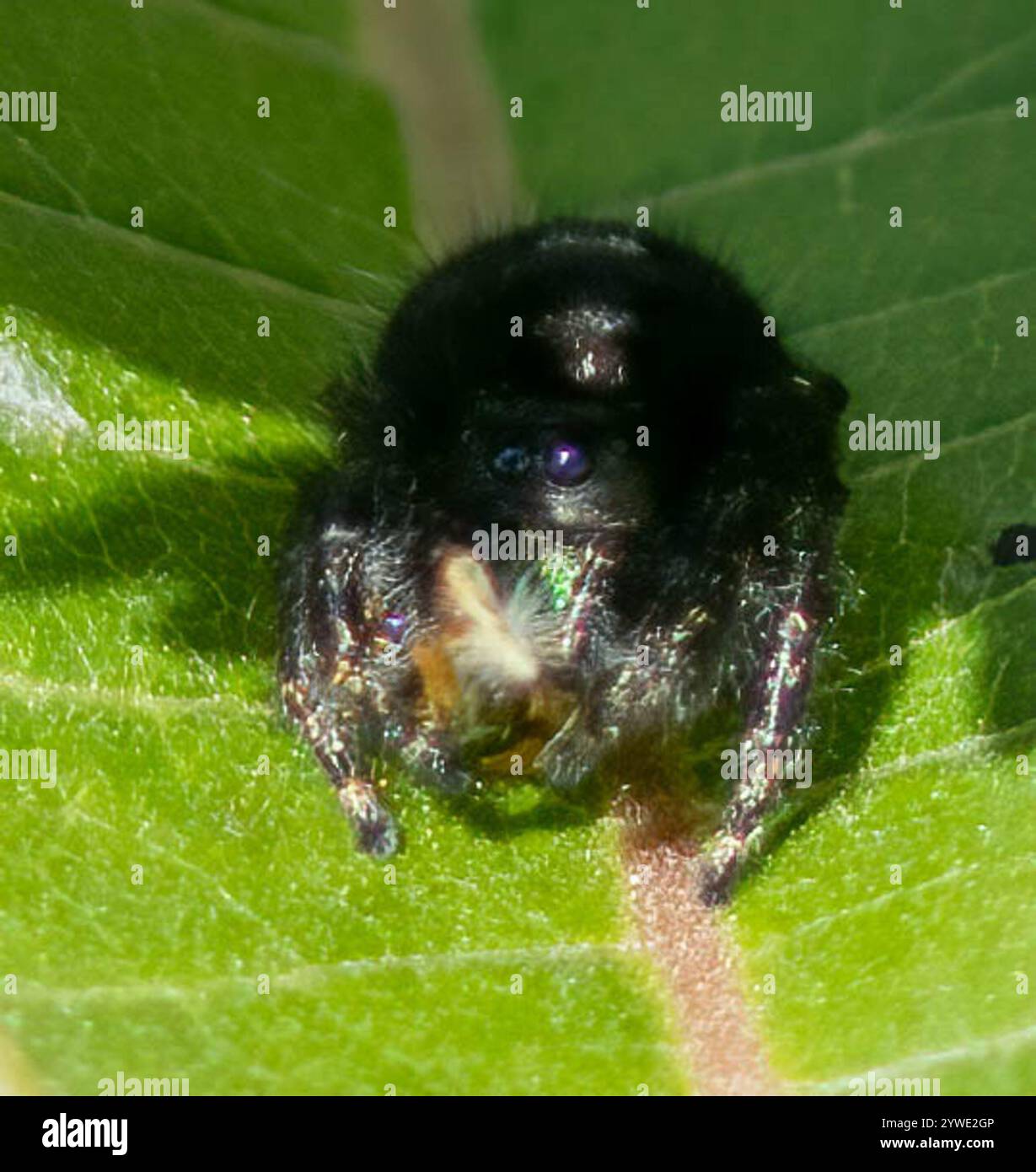Bold Jumping Spider (Phidippus audax Stock Photo - Alamy
