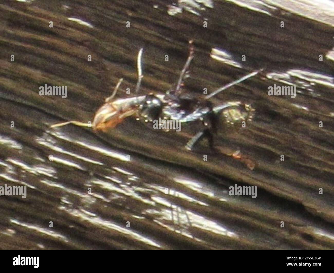Eastern carpenter ant on hi-res stock photography and images - Alamy