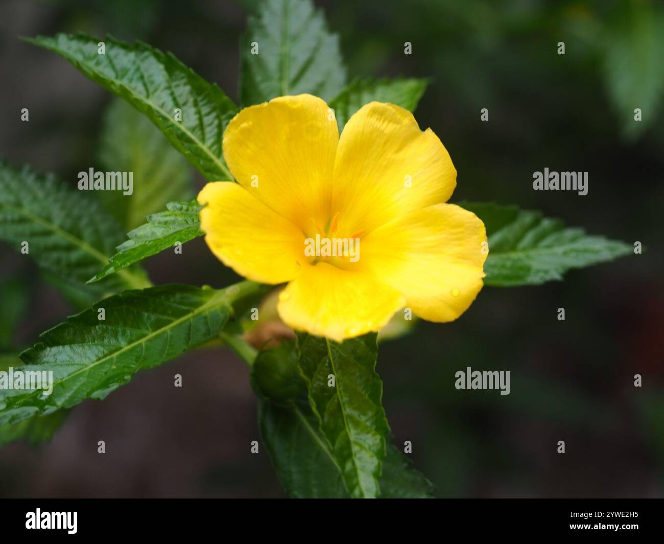 Yellow alder (Turnera ulmifolia Stock Photo - Alamy