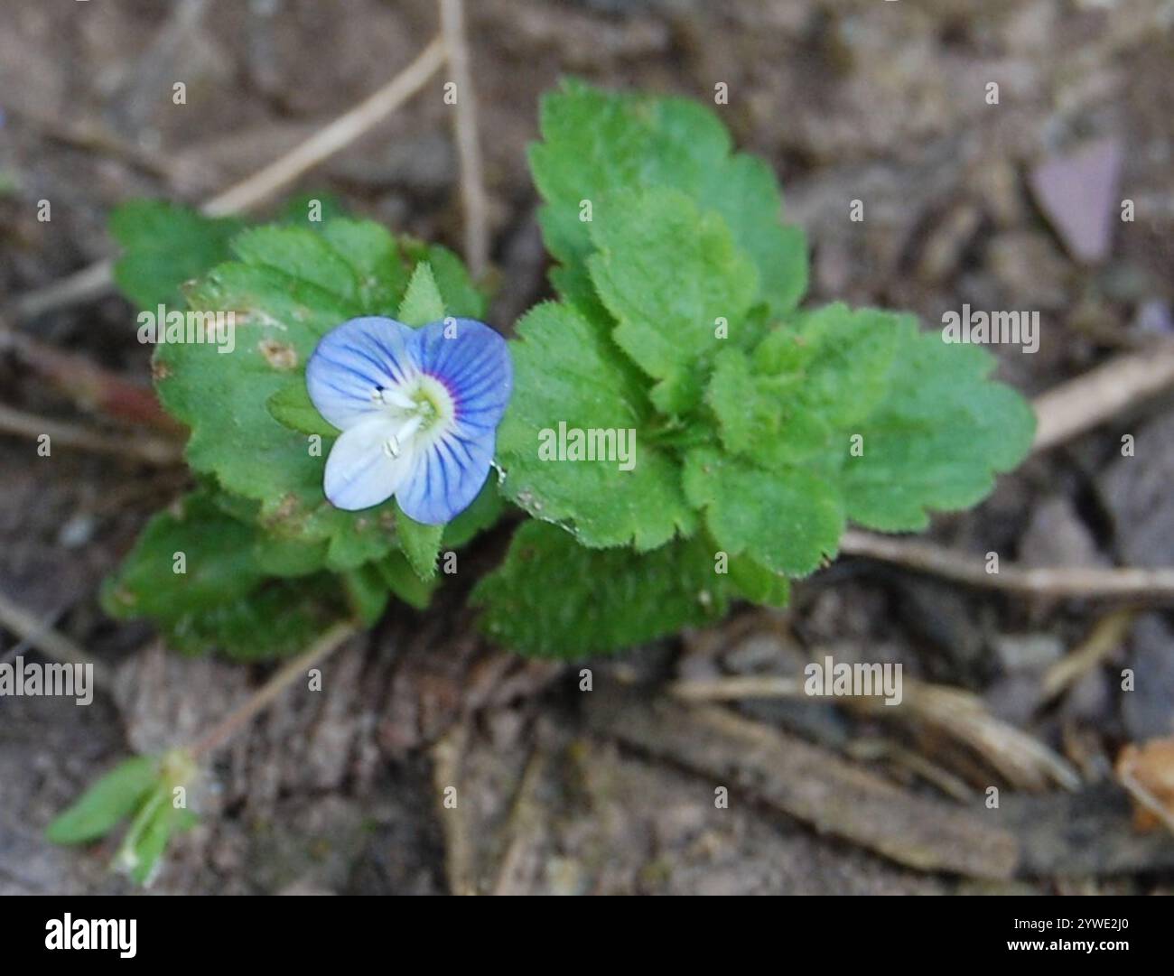 bird's-eye speedwell (Veronica persica Stock Photo - Alamy