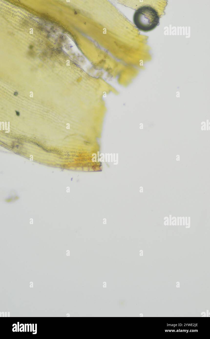 Yellow Fringe-moss (Racomitrium aciculare Stock Photo - Alamy