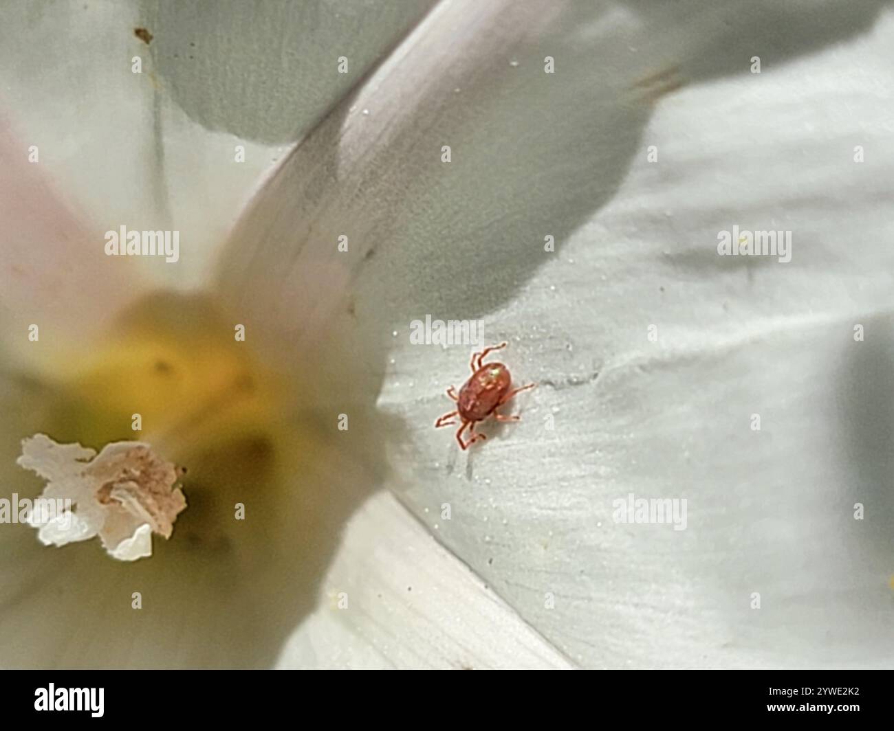 Trombidiform Mites (Trombidiformes Stock Photo - Alamy