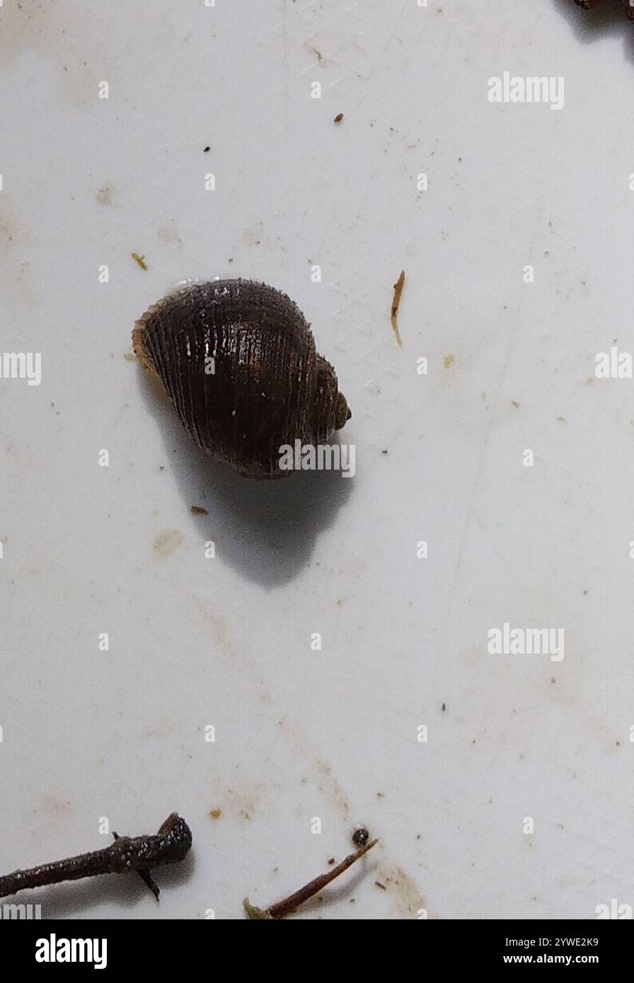 Pond Snails, Bladder Snails, and Allies (Lymnaeoidea Stock Photo - Alamy