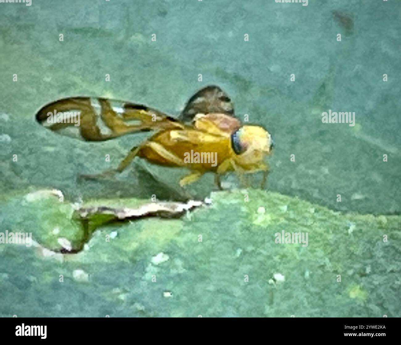 Sunflower Maggot Fly (Strauzia longipennis Stock Photo - Alamy