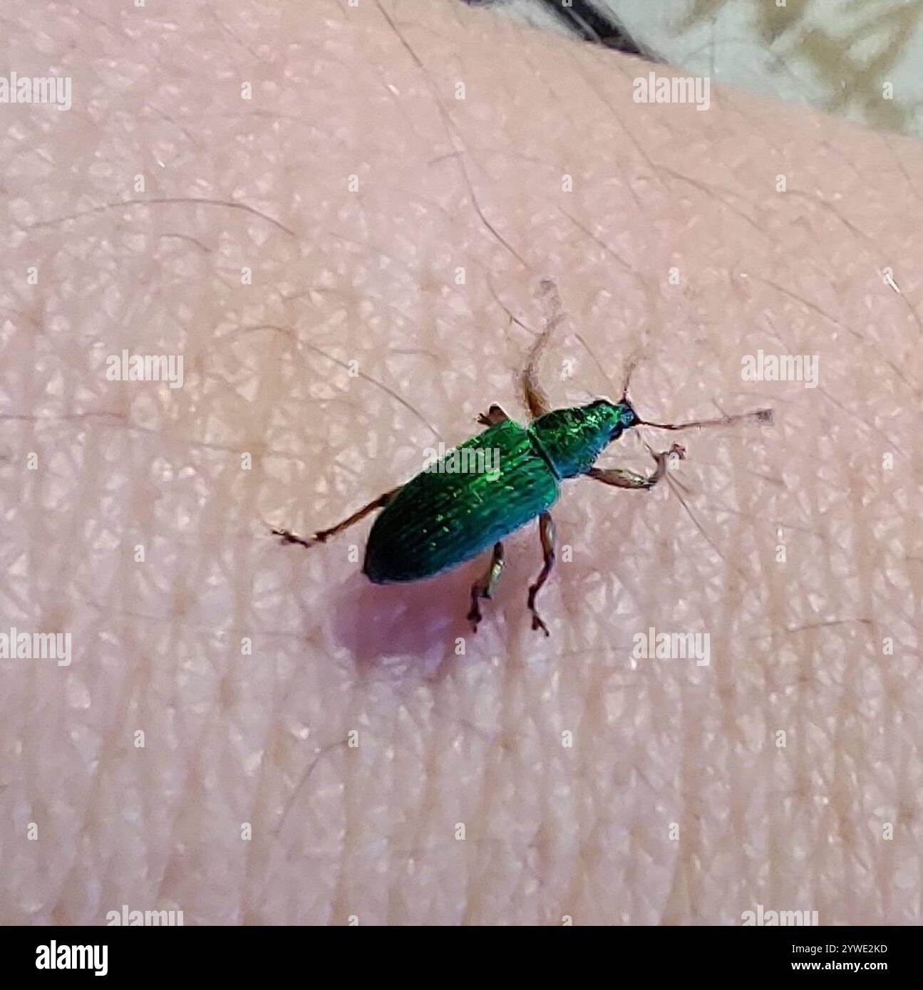 Green Immigrant Leaf Weevil (Polydrusus formosus Stock Photo - Alamy