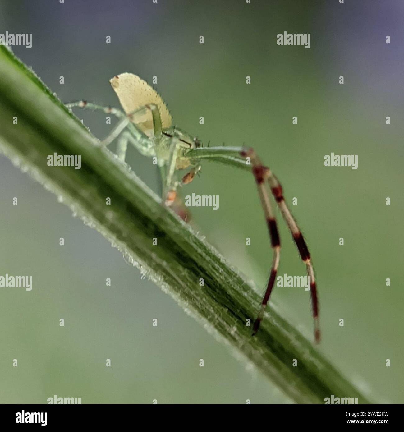 White-banded Crab Spider (Misumenoides formosipes Stock Photo - Alamy