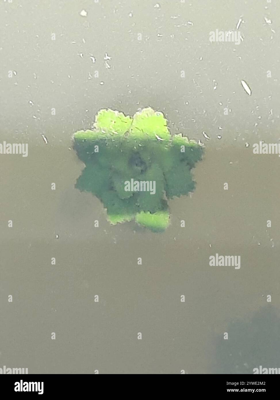 Water caltrop (Trapa natans Stock Photo - Alamy