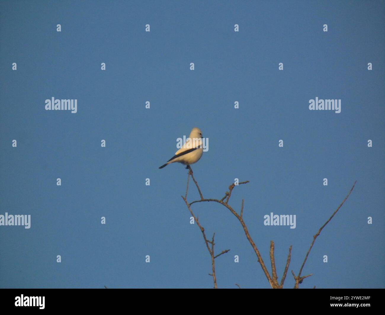 White Monjita (Xolmis irupero Stock Photo - Alamy