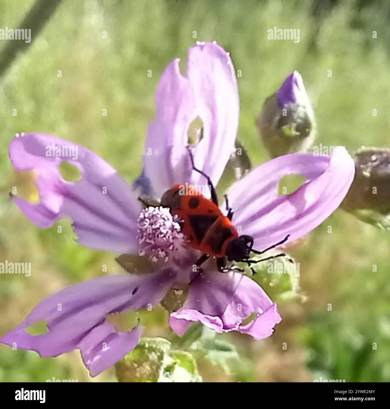 European Firebug (Pyrrhocoris apterus Stock Photo - Alamy