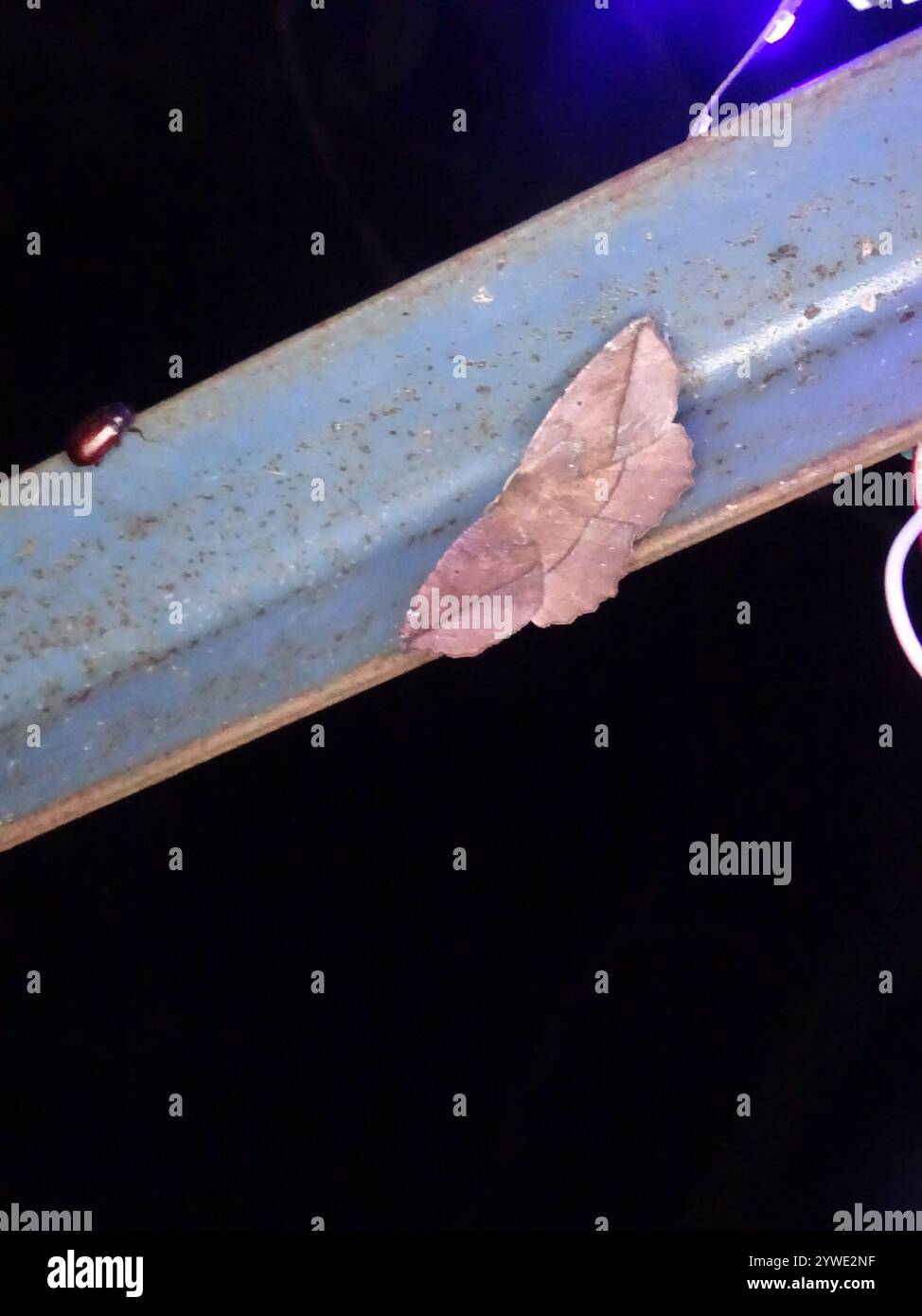 Curved-toothed Geometer Moth (Eutrapela clemataria Stock Photo - Alamy