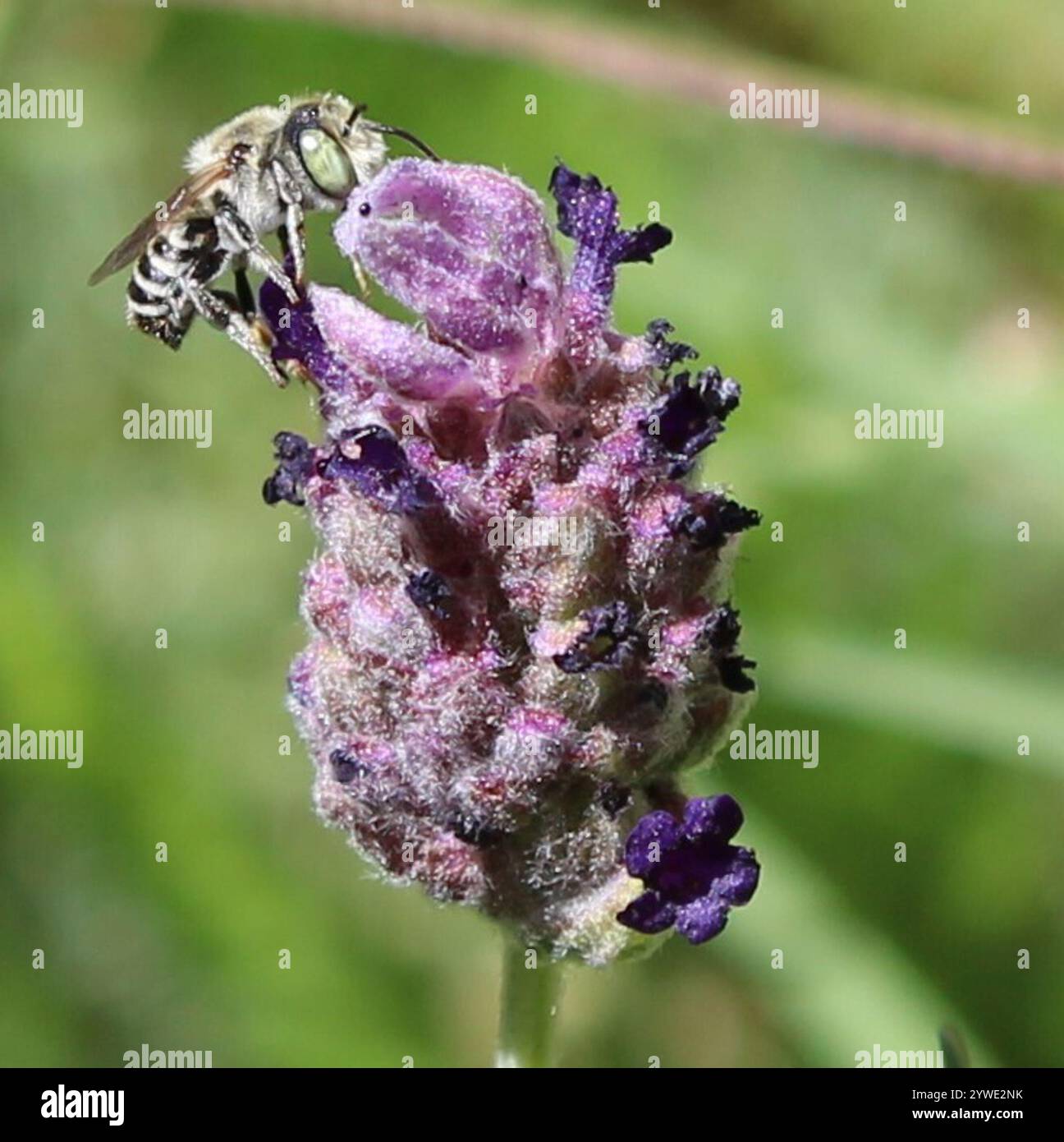 Alfalfa leafcutter bee megachile rotundata hi-res stock photography and ...