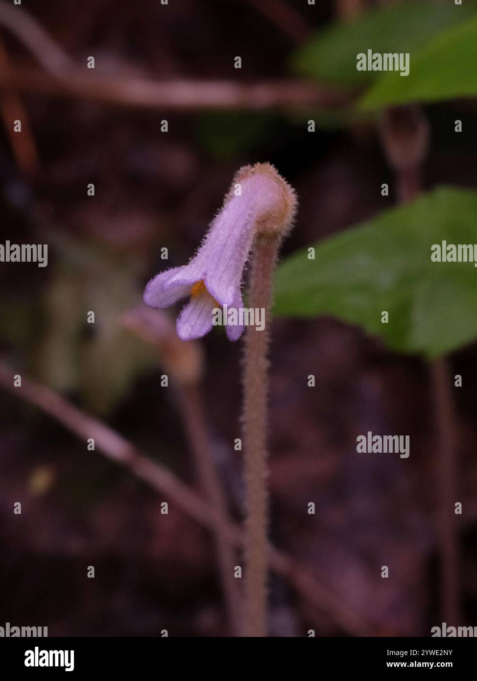 one-flowered cancer-root (Aphyllon uniflorum Stock Photo - Alamy