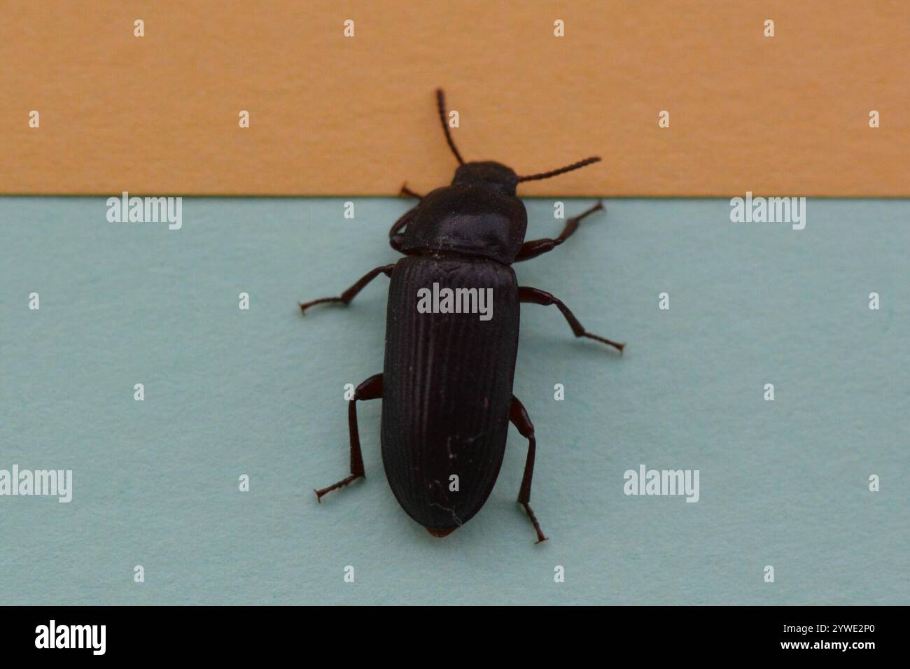 Yellow Mealworm Beetle (Tenebrio molitor Stock Photo - Alamy