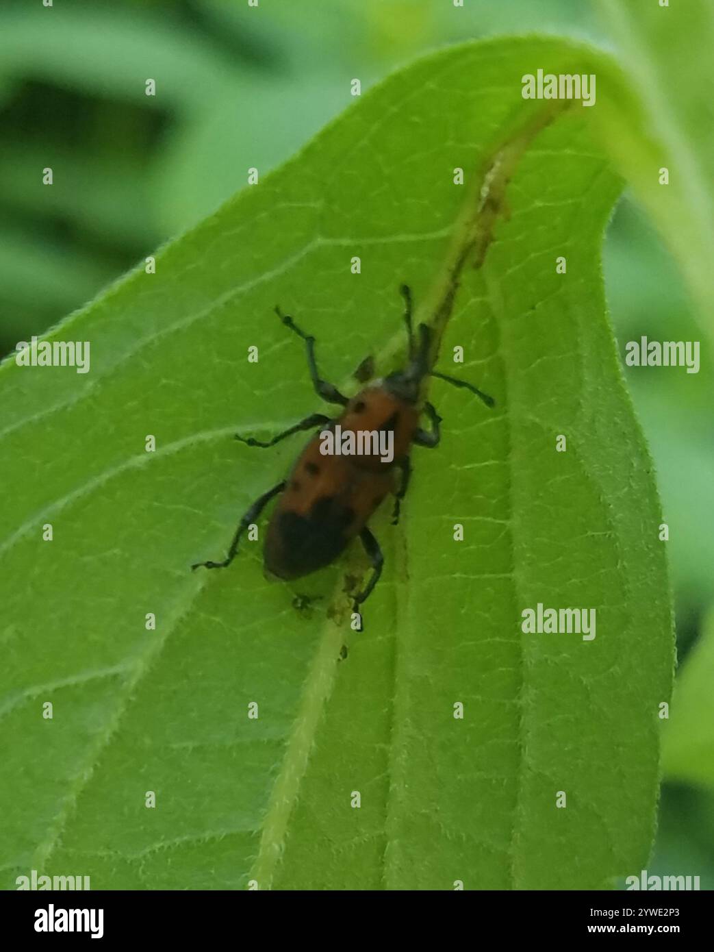 Cocklebur Weevil (Rhodobaenus quinquepunctatus Stock Photo - Alamy