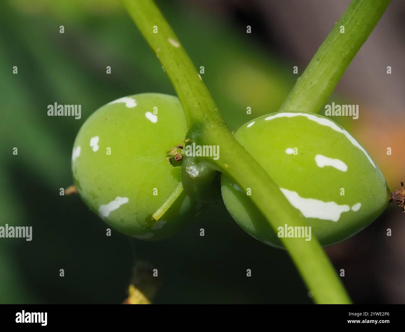 Native Bryony (Diplocyclos palmatus Stock Photo - Alamy