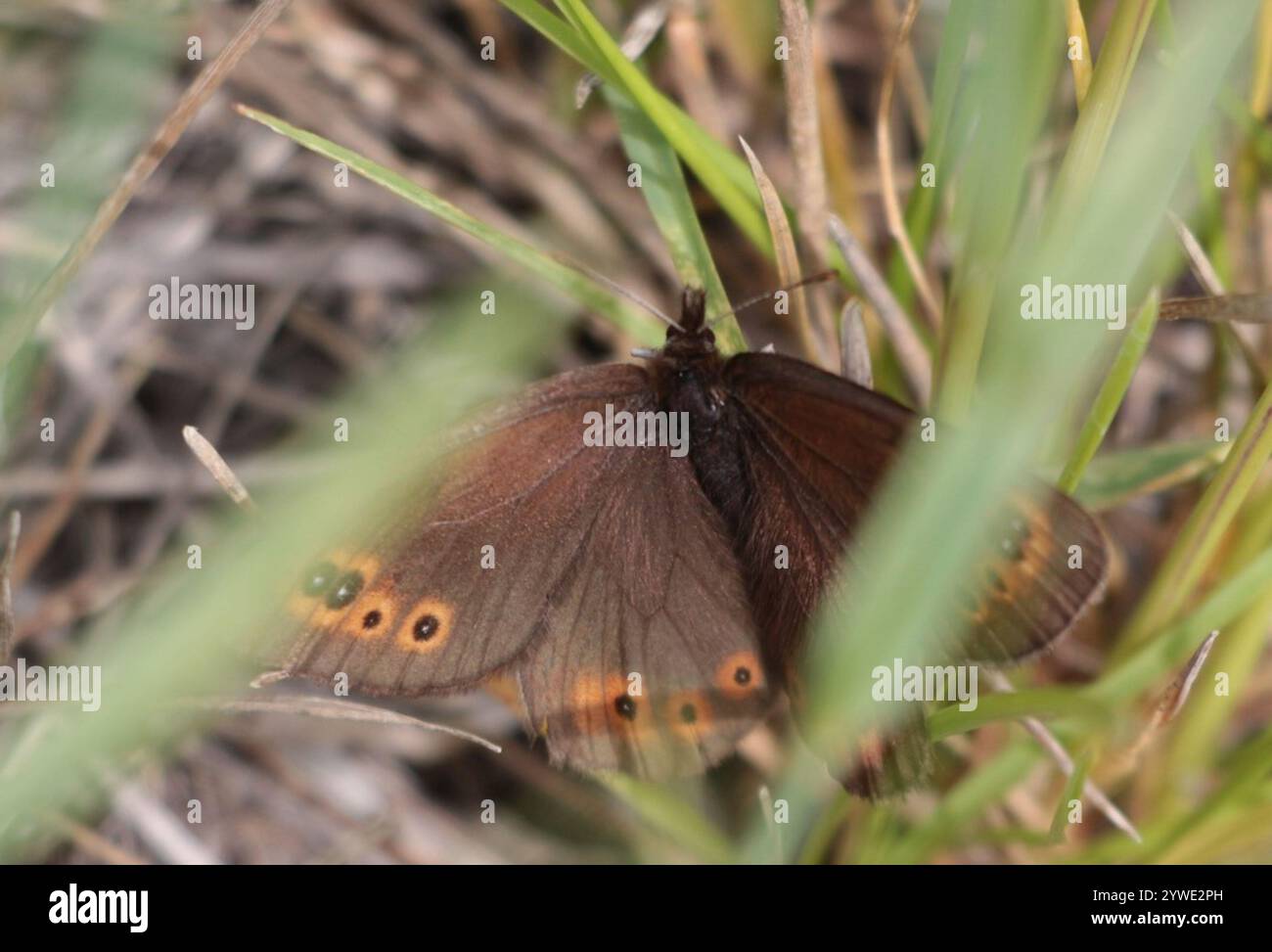Common Alpine (Erebia epipsodea Stock Photo - Alamy