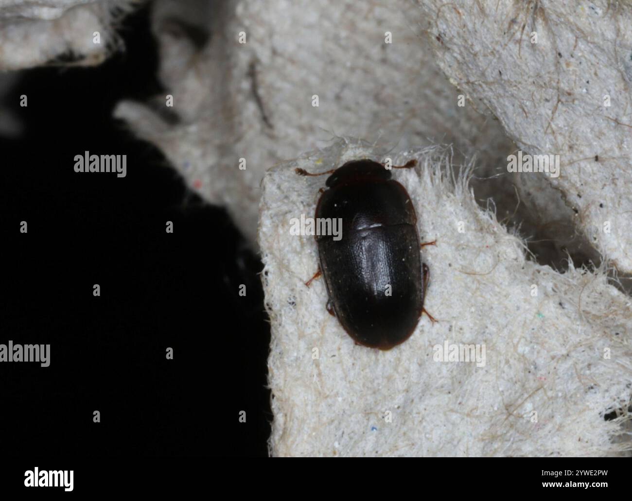 Ample Sap Beetle (Cryptarcha ampla Stock Photo - Alamy