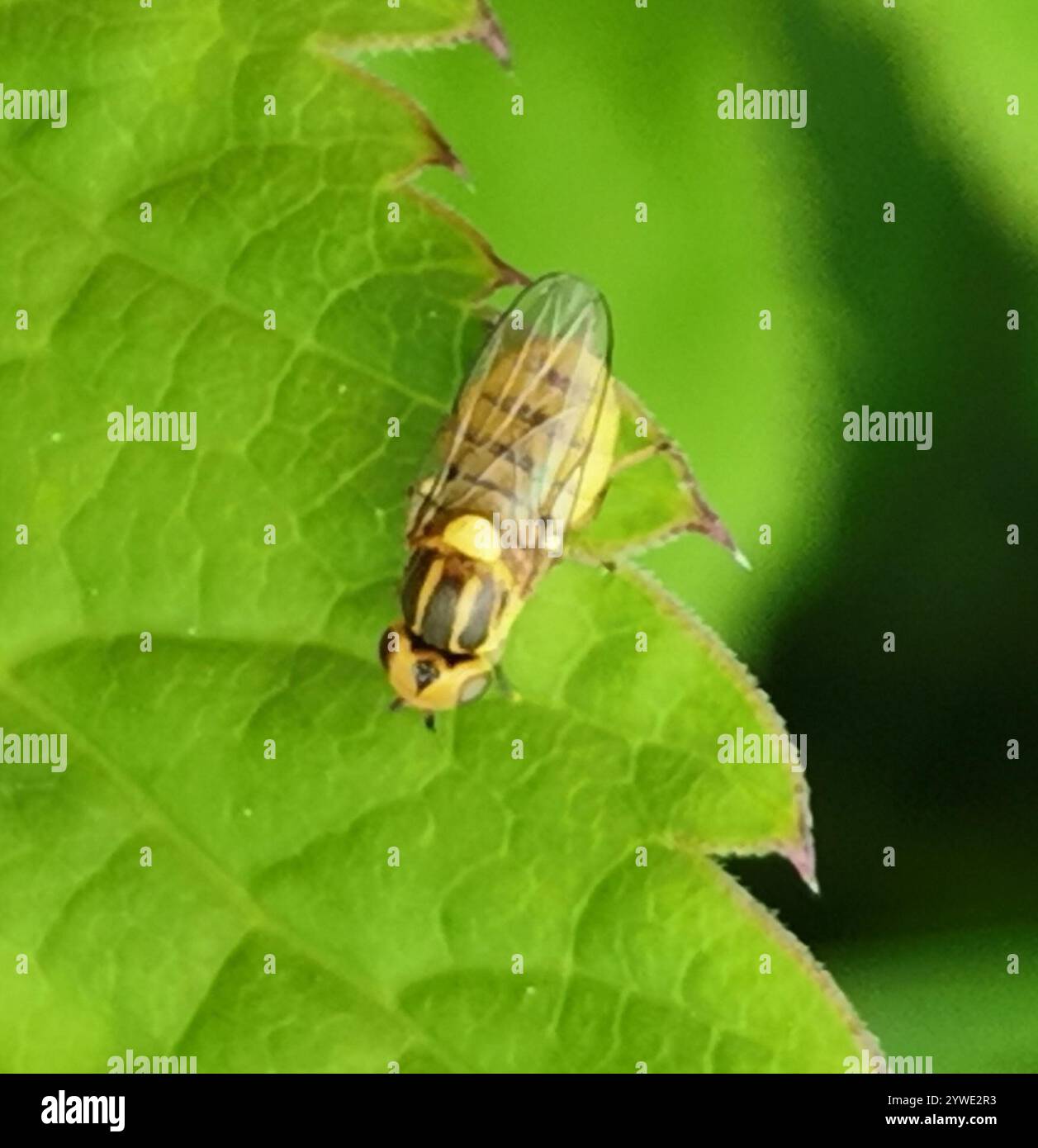 Chlorops hi-res stock photography and images - Alamy