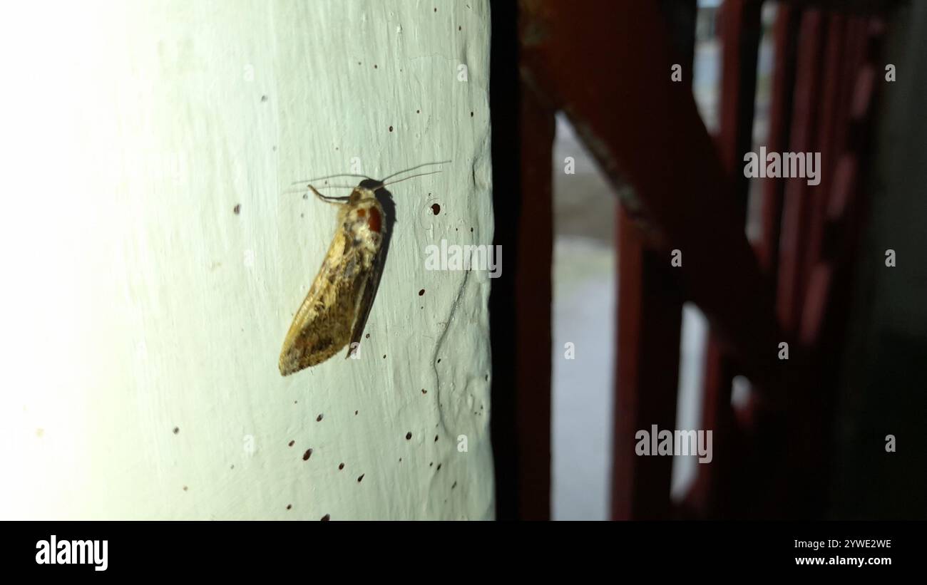 Variable Narrow-wing (Magusa divaricata Stock Photo - Alamy