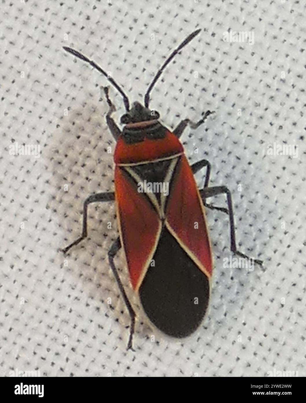 White-crossed Seed Bug (Neacoryphus bicrucis Stock Photo - Alamy