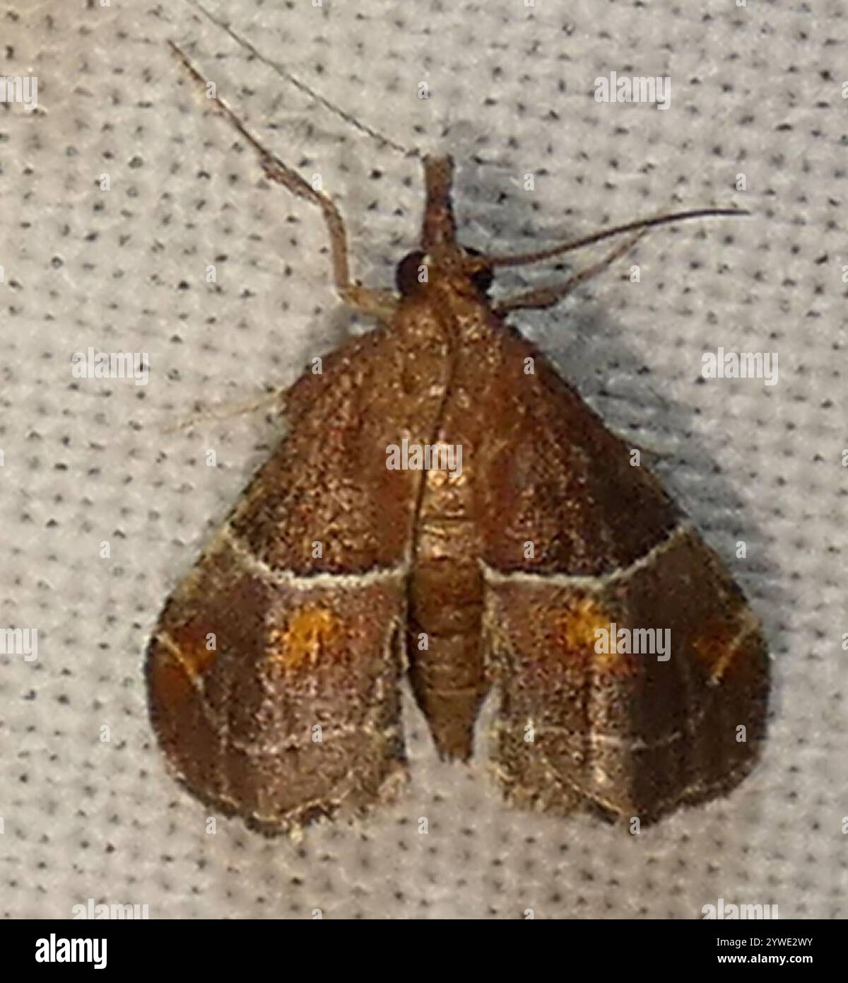 Long-snouted Penthesilea Moth (Penthesilea sacculalis Stock Photo - Alamy