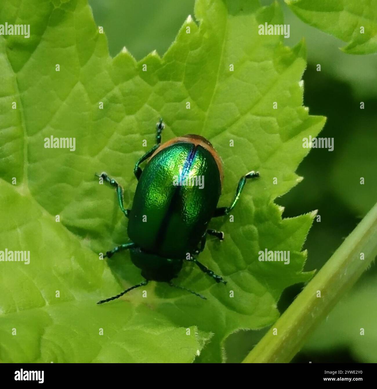 Mint Leaf beetle (Chrysolina herbacea Stock Photo - Alamy