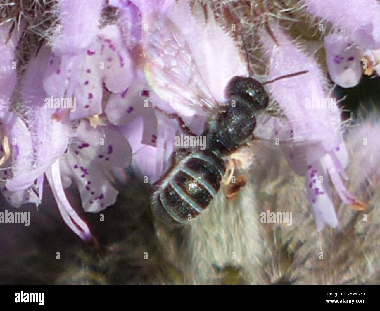 Armored-Resin bees (Heriades Stock Photo - Alamy