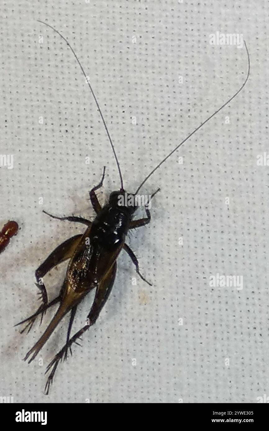 Small Ground Crickets (Neonemobius Stock Photo - Alamy