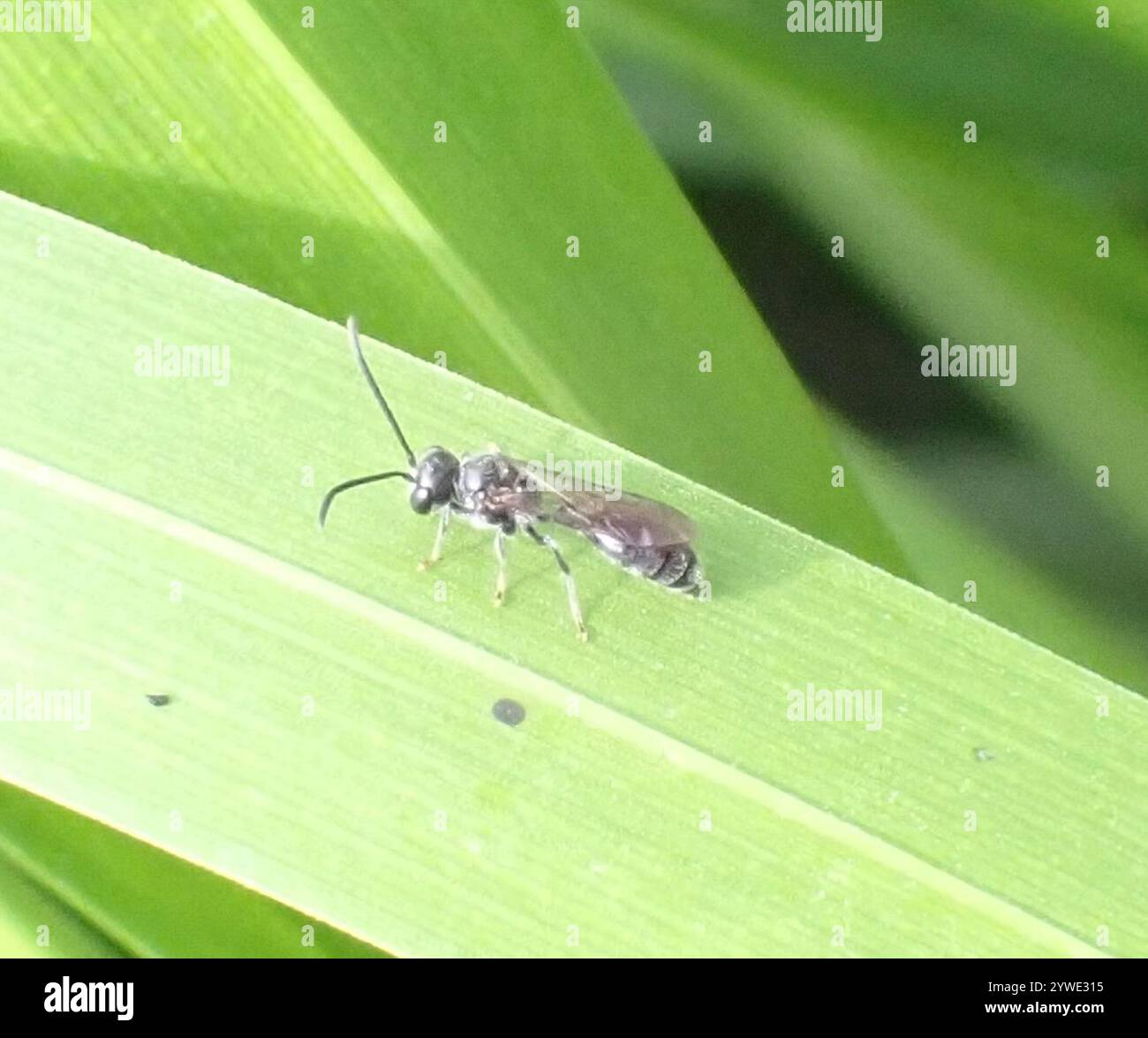 Square-headed Wasps, Sand Wasps, and Allies (Crabronidae Stock Photo ...