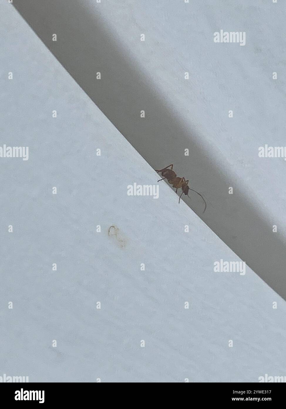 Chestnut Carpenter Ant (Camponotus castaneus Stock Photo - Alamy
