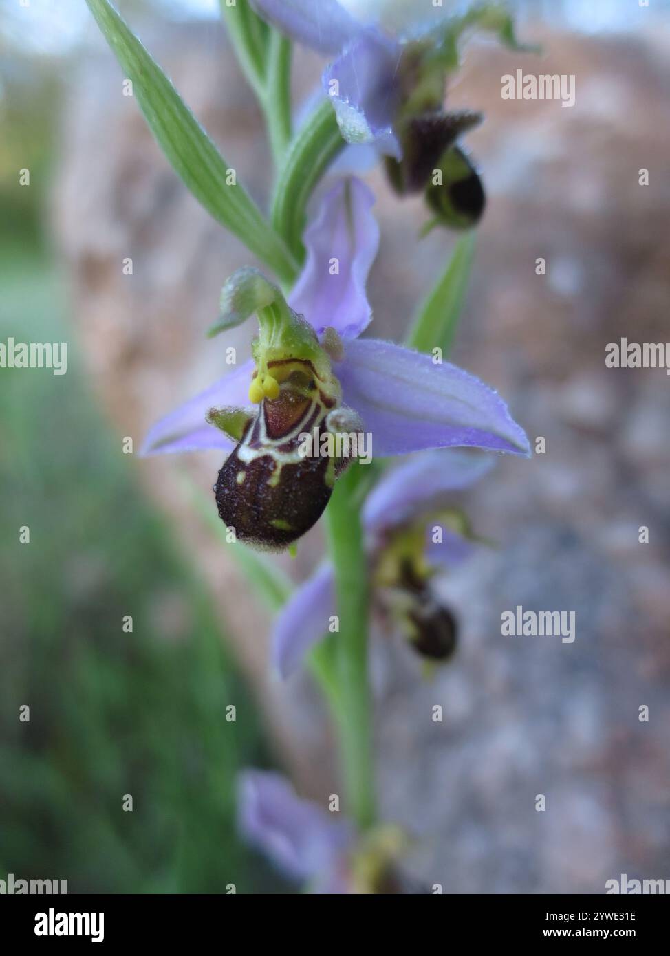 Bee Orchid (Ophrys apifera Stock Photo - Alamy