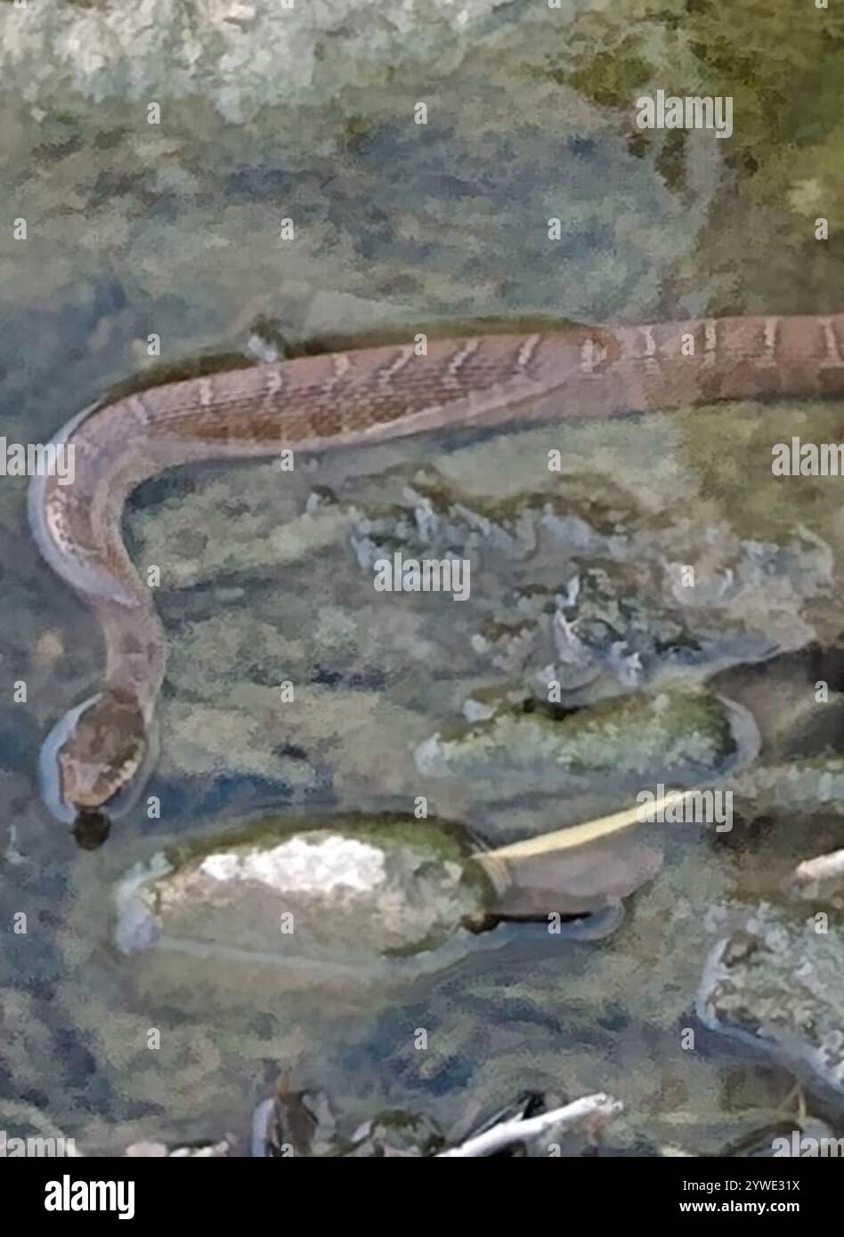 Plain-bellied Watersnake (Nerodia erythrogaster Stock Photo - Alamy