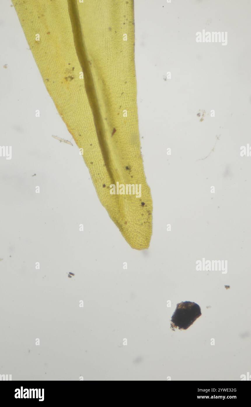 Yellow Fringe-moss (Racomitrium aciculare Stock Photo - Alamy