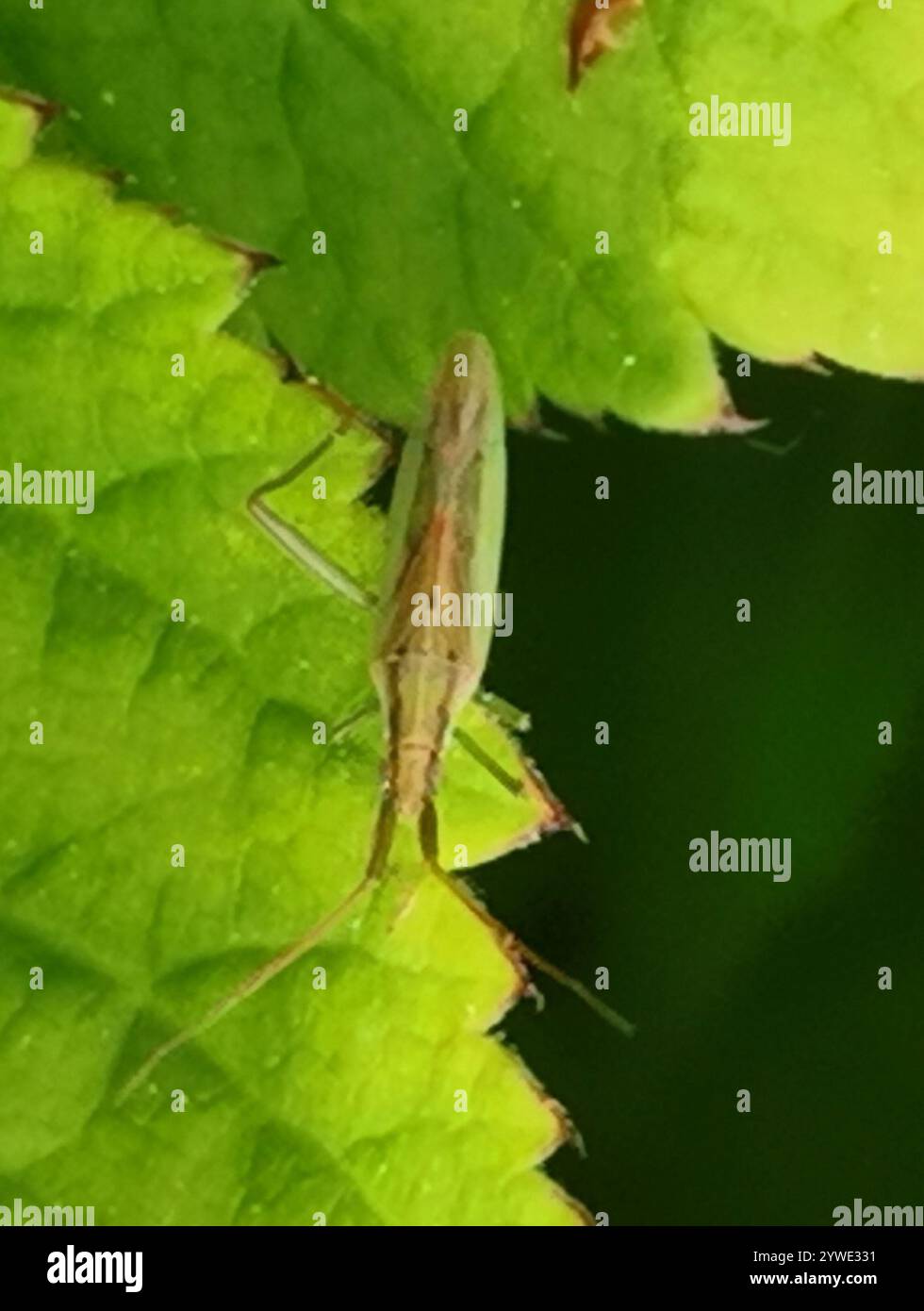Grass bug (Stenodema laevigata Stock Photo - Alamy