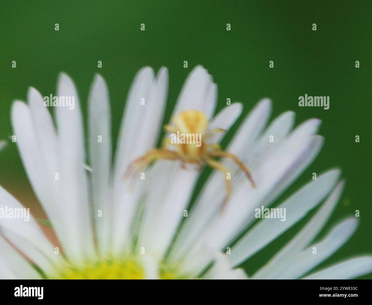 White-banded Crab Spider (Misumenoides formosipes Stock Photo - Alamy
