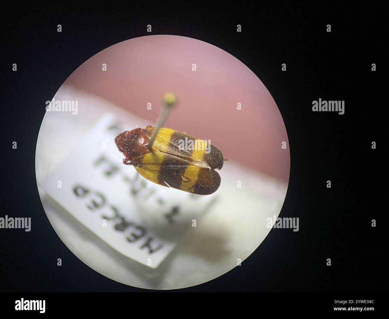 True Bugs, Hoppers, Aphids, and allies (Hemiptera Stock Photo - Alamy