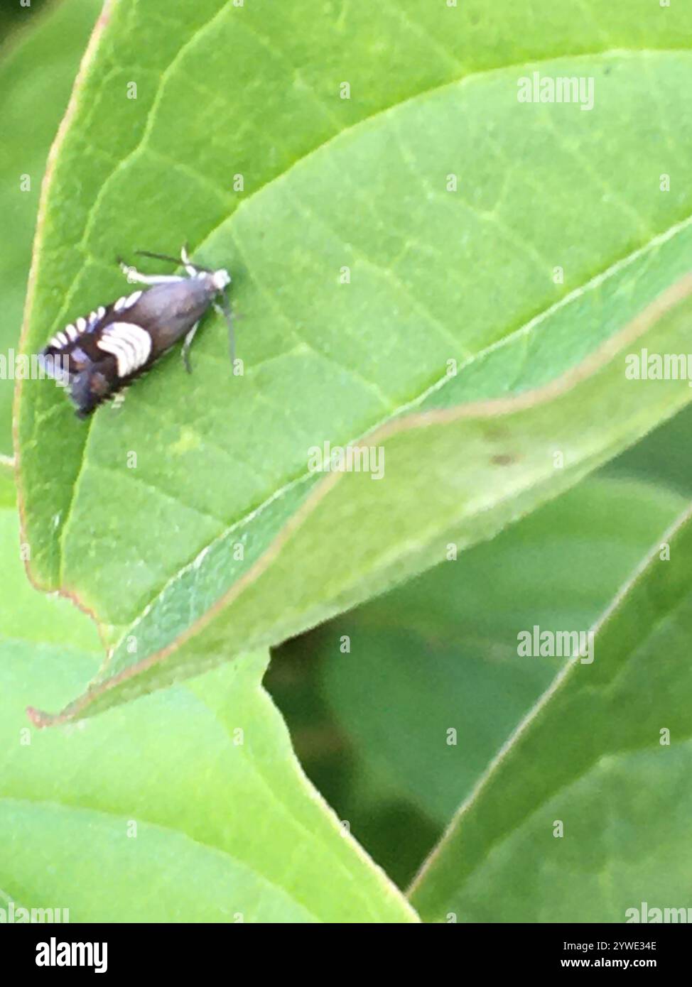 Clover Seed Moth (Grapholita compositella Stock Photo - Alamy